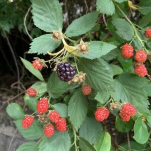 Black cap raspberry - Nature of Your Neighborhood