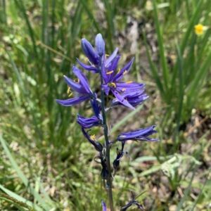 Common camas - Nature of Your Neighborhood