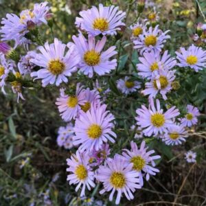 Douglas aster - Nature of Your Neighborhood