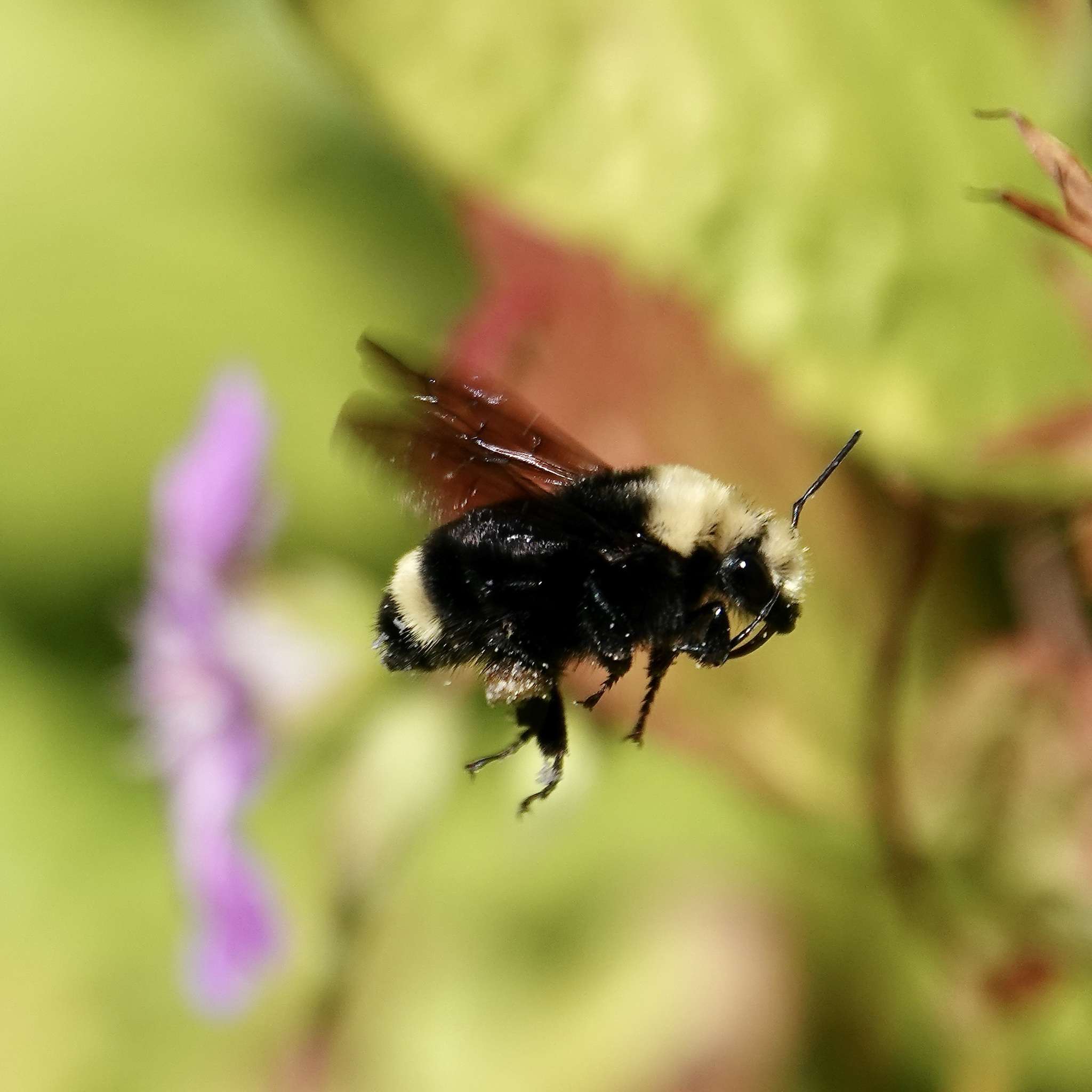 Observing and Documenting Pollinators in Your Neighborhood - Nature of ...